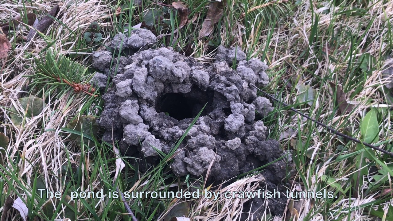 Crawfish burrows in the backyard pond - YouTube