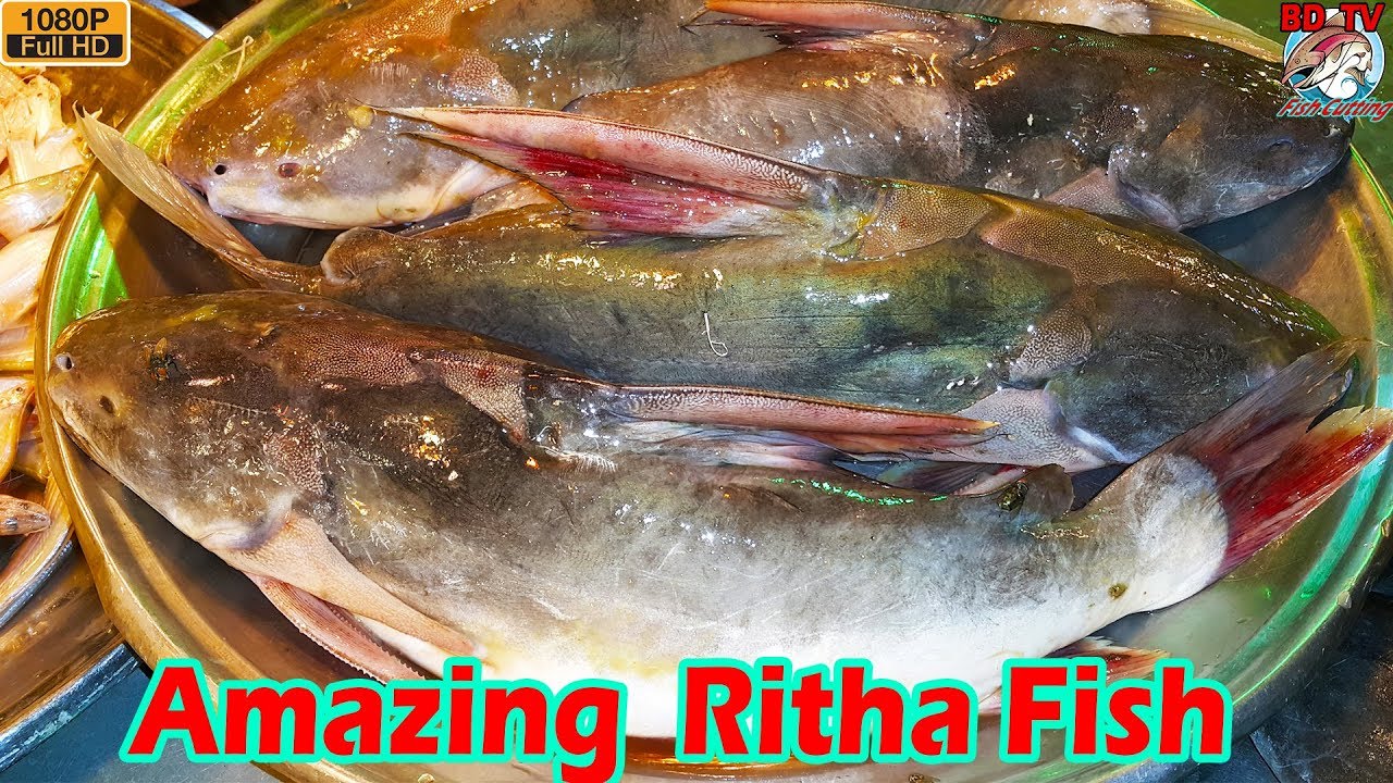 Extraordinary Ayer Fish Cutting Live in Fish Market [EP 11] - YouTube