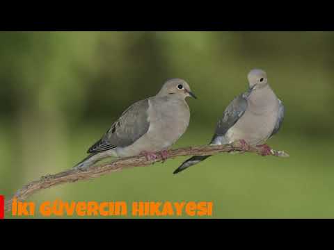 İki Güvercin Masalı - Hikaye Cenneti