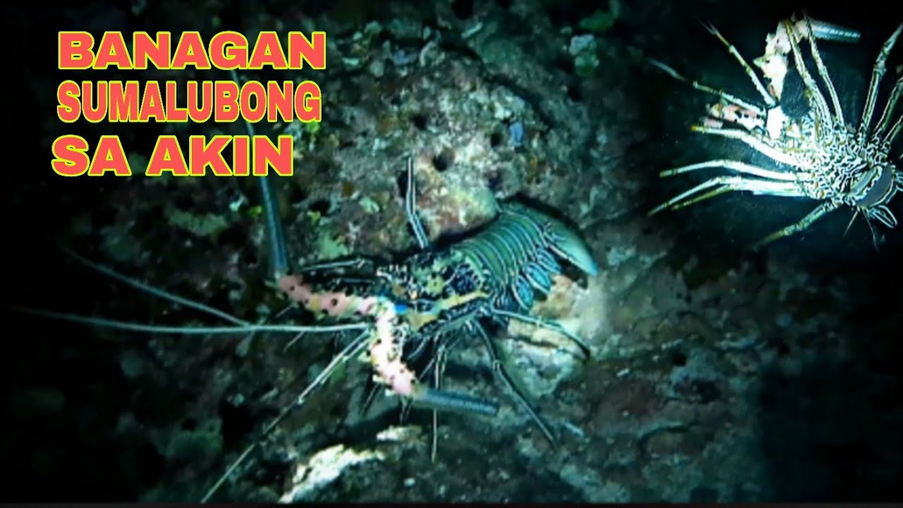 ep225,BANAGAN SUMALUBONG SA AKIN. night spearfishing Philippines, - YouTube