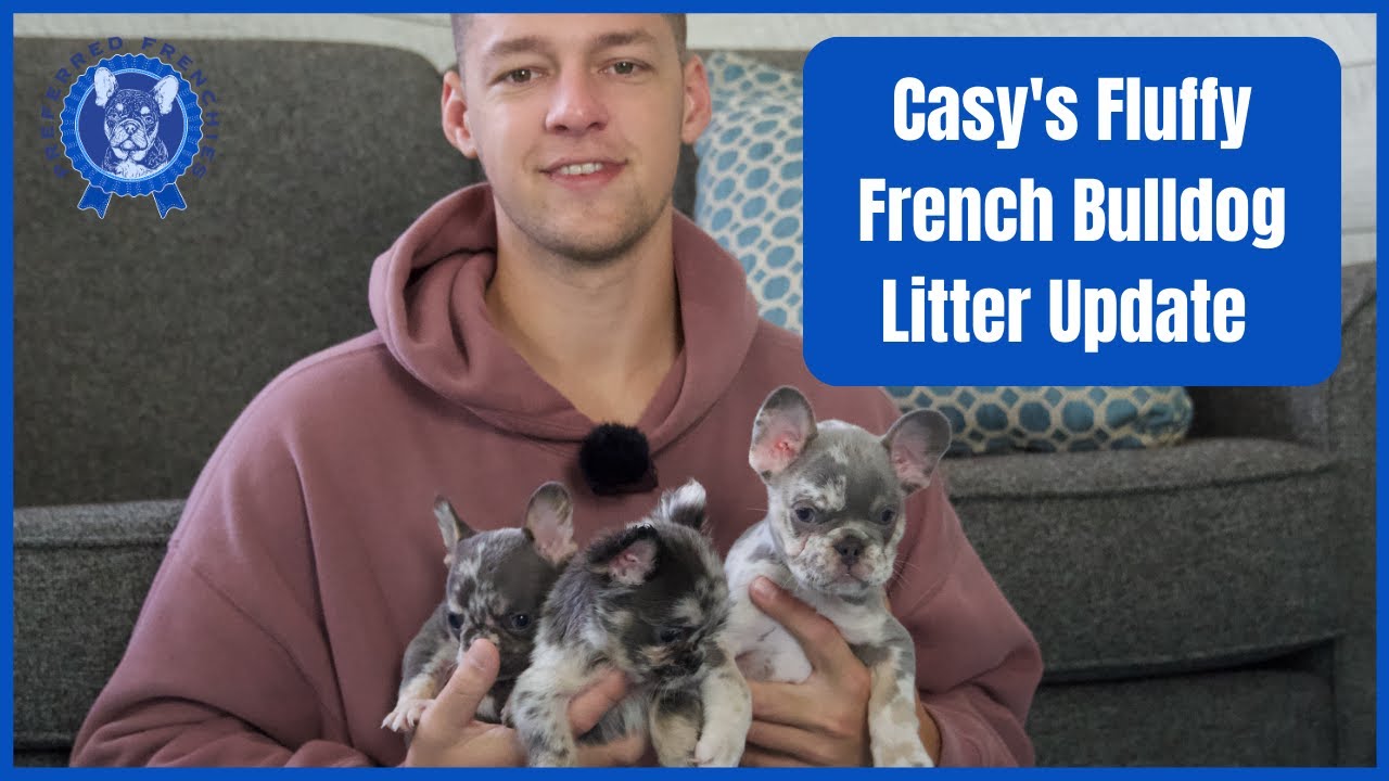 Casy's Fluffy French Bulldog Litter Update! - YouTube