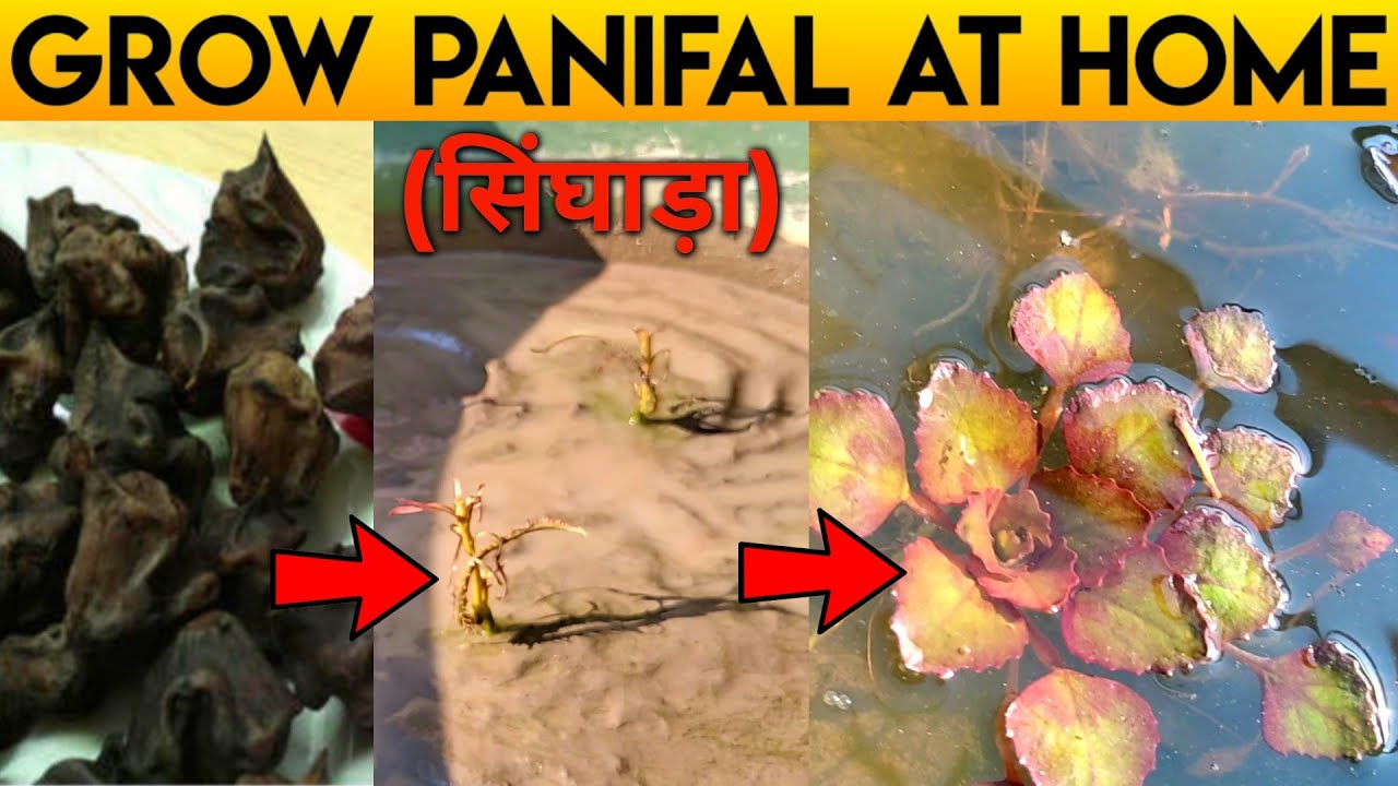 Grow Panifal at Home | सिंघाड़ा कैसे Grow करे | Home Gardening | Water ...