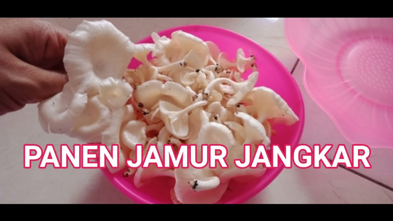 Jamur jangkar//menu makan buat nanti sore - YouTube