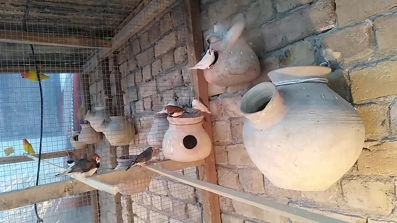 Zibra Finch / orange Brest Finch / white cheek Finch breeding - YouTube