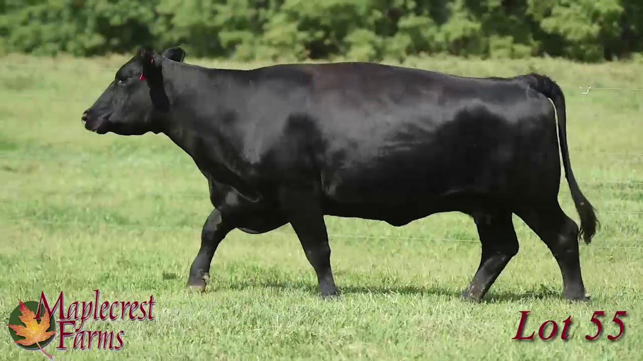 Maplecrest Farms Lot 55 - YouTube