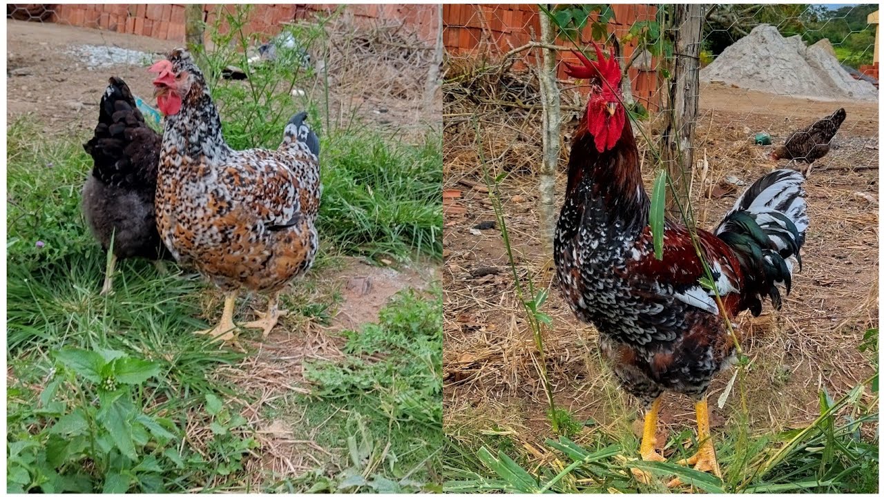 Começamos a venda de Ovos férteis de GSB (Galinha Balão de Baixa Grande ...