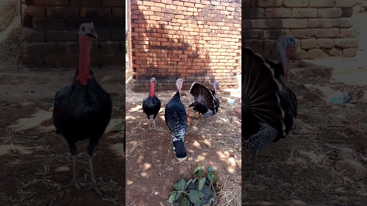 Nauza Bata mzinga kila mmoja 55000 kalibuni sana - YouTube