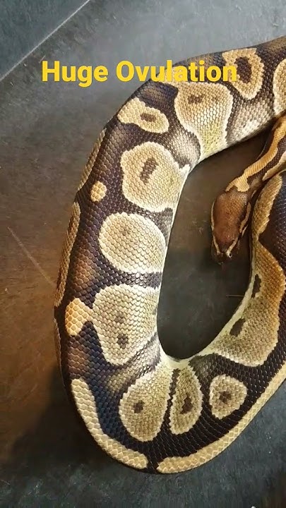 Huge Ball Python Ovulation #youtube #youtubeshorts #shortsclip # ...