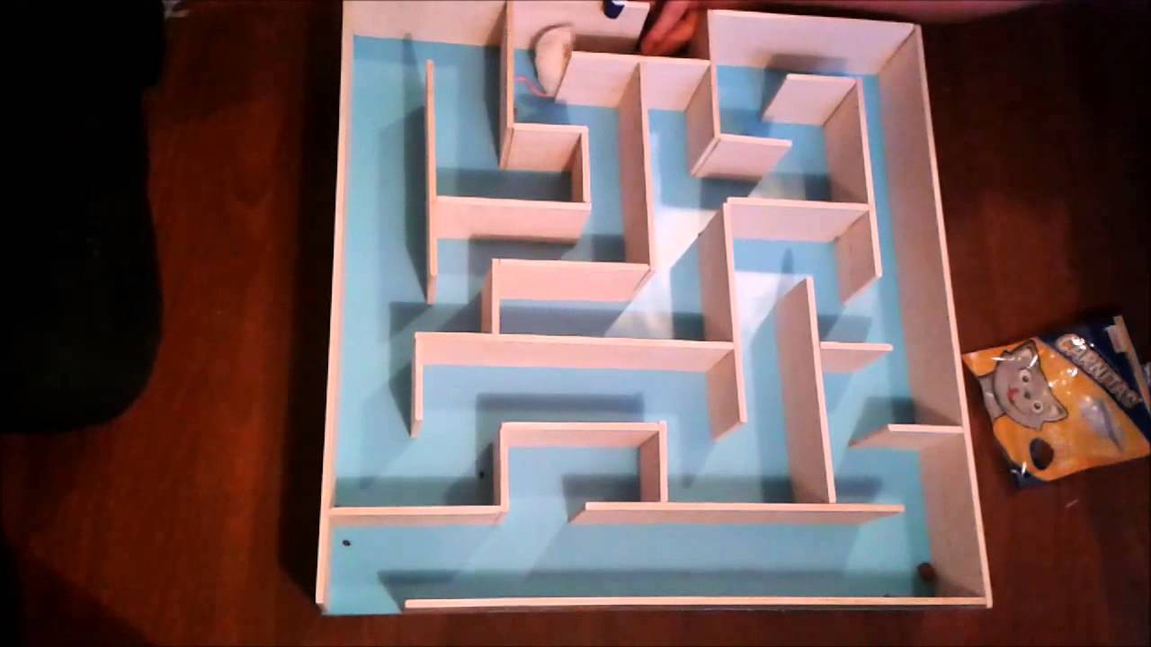 ratón en un laberinto - YouTube