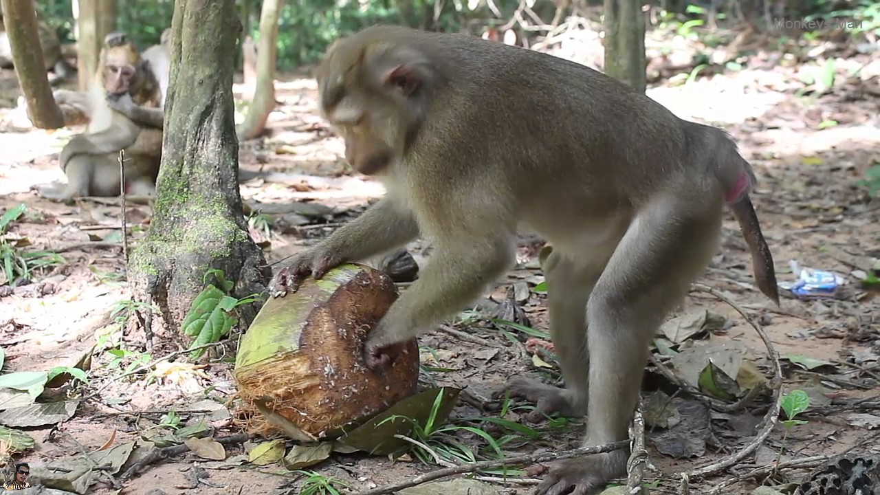 Starving Pitail Eating Coconut Pity Monkey Daily Monkeys Man #426 - YouTube