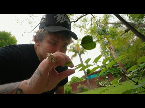 Talinwya & Oodaredevil - BALLIN (Official Music Video) - YouTube
