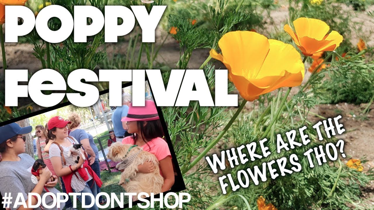 Vlog6: Poppy Festival | Anna Tomo (Philippines) - YouTube