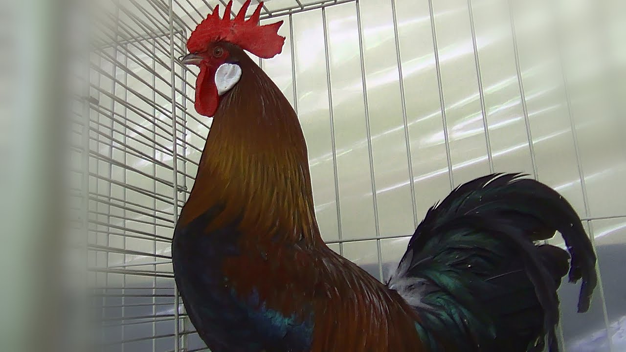 French National Bird