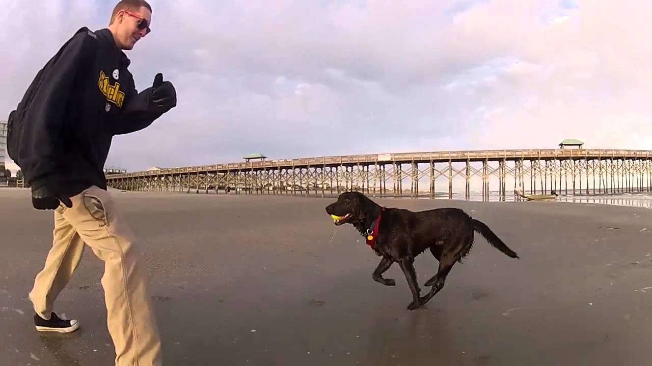 Beaner, Folly Beach Dog Party - YouTube