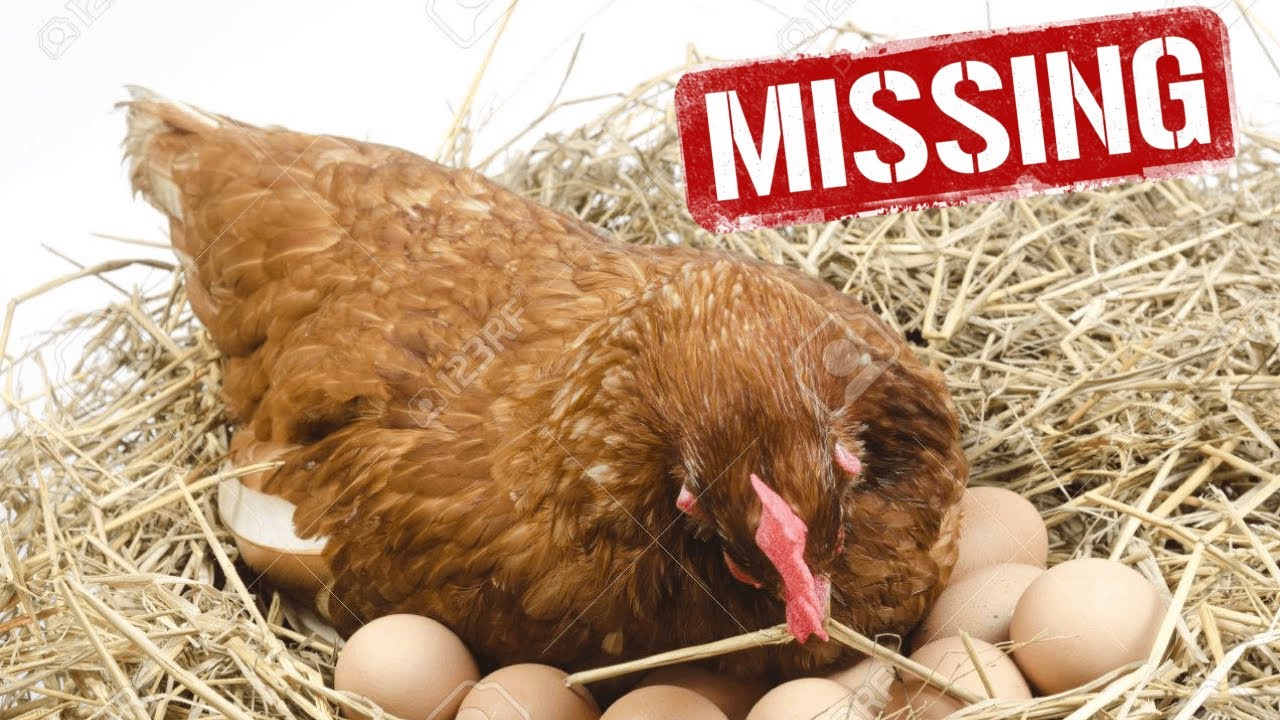 The Mystery of Hidden Eggs: Where Are My Chickens Hiding Them? - YouTube