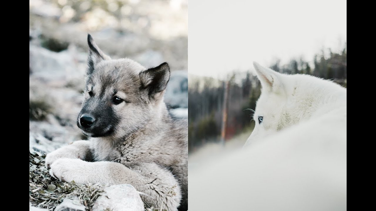 Baby Wolf Pups Howling | CUTEST Compilation Ever - YouTube