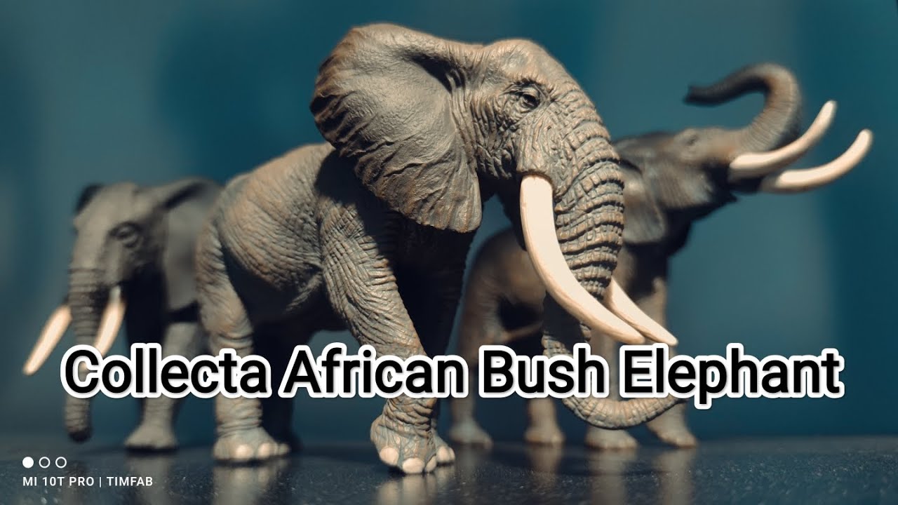 Collecta 2022 African Bush Elephant figure - YouTube
