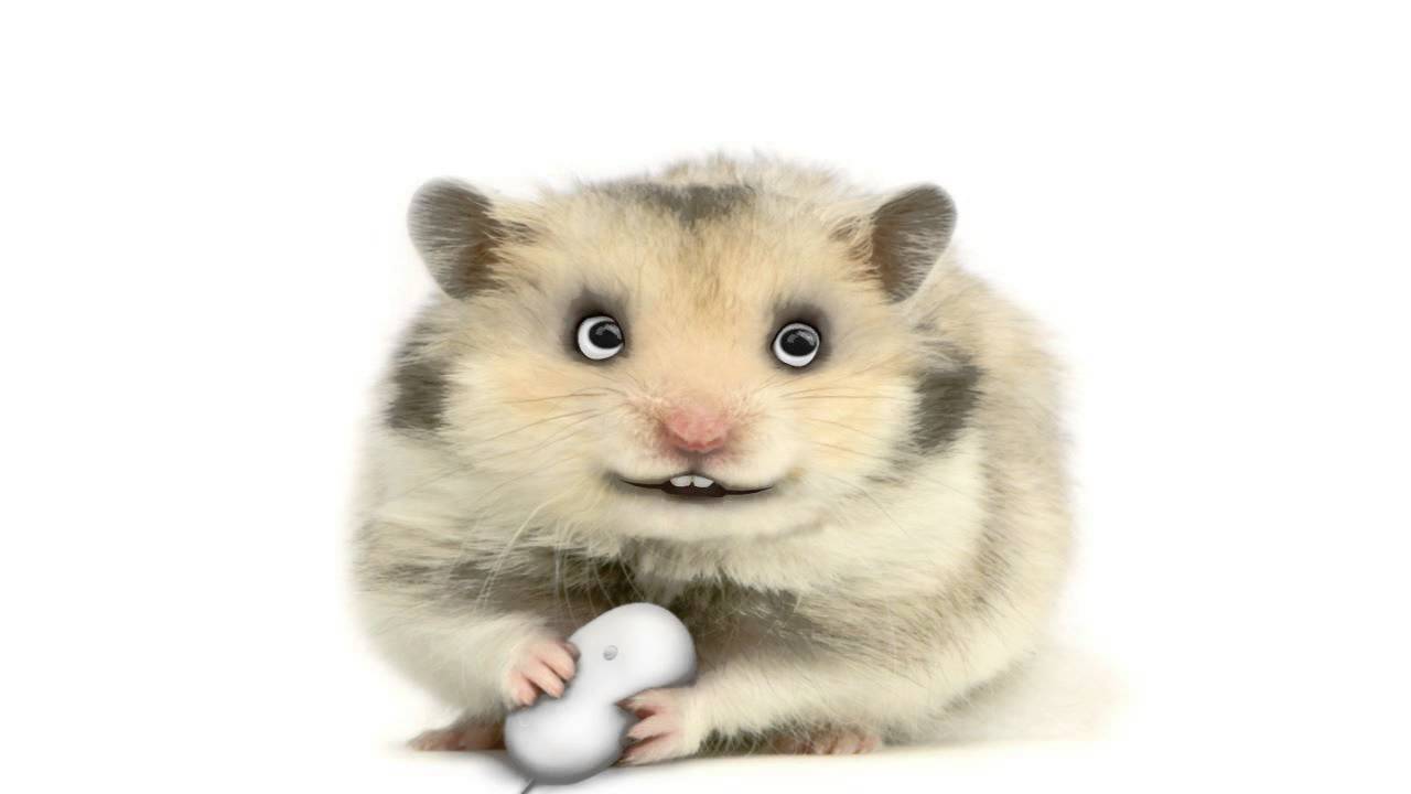 A Little bit of animation with harry the hamster - YouTube