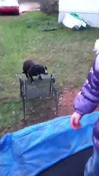 Dog jump fails - YouTube