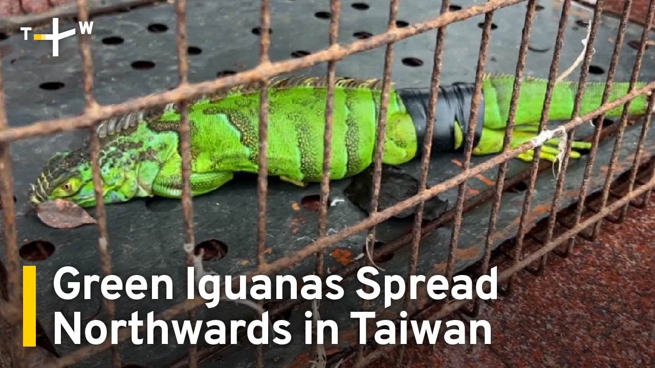 Local Governments in Taiwan To Remove Invasive Green Iguanas｜TaiwanPlus ...