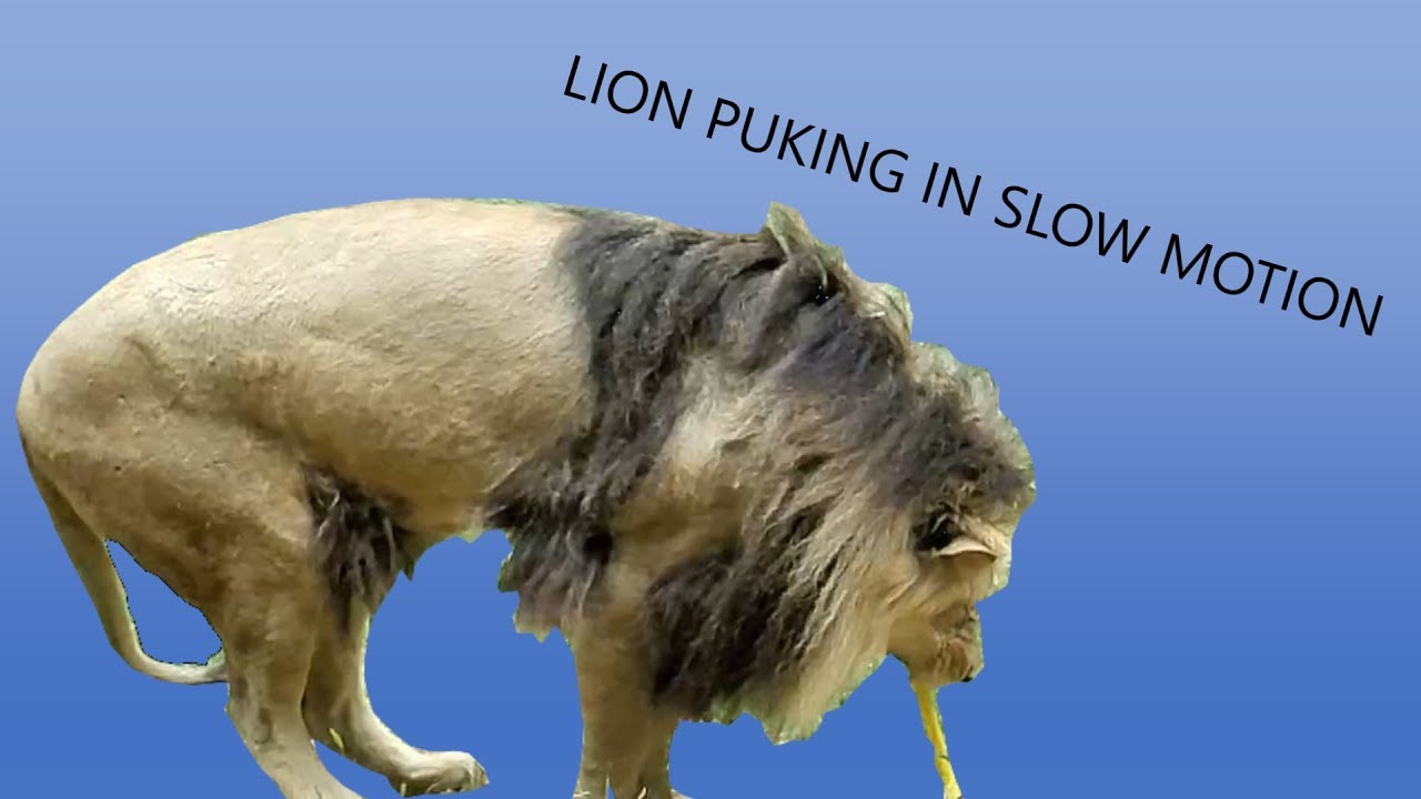 LION PUKING SLO-MO 240FPS - YouTube
