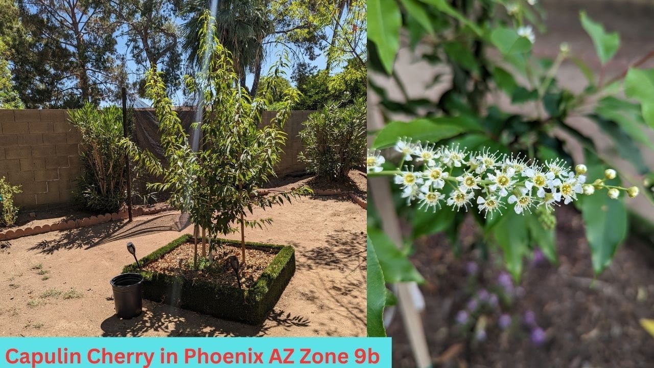 Growing Capulin Cherry in Phoenix AZ Zone 9B - YouTube