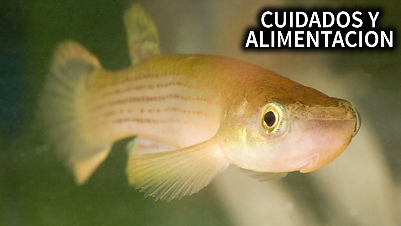 Rivulus Hartii | CUIDADOS Y ALIMENTACIÓN DEL RIVULUS GIGANTE ...