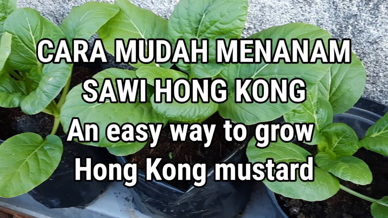 CARA MUDAH MENANAM SAWI HONG KONG || An easy way to grow Hong Kong ...