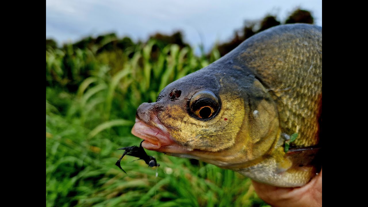 Mrs Simpson lure | making & fishing - YouTube