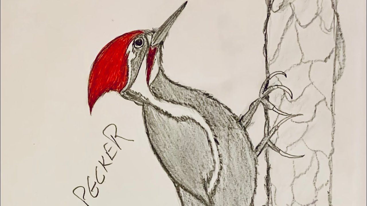 How to Draw a Woodpecker bird Step by Step | Beginner Friendly Drawing ...