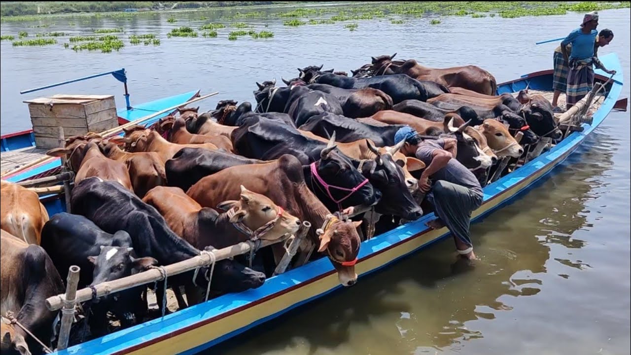 Ep-100,Cow Unloading,Big Cow,big bull,big cattle,Cow Videos,Cow Video ...