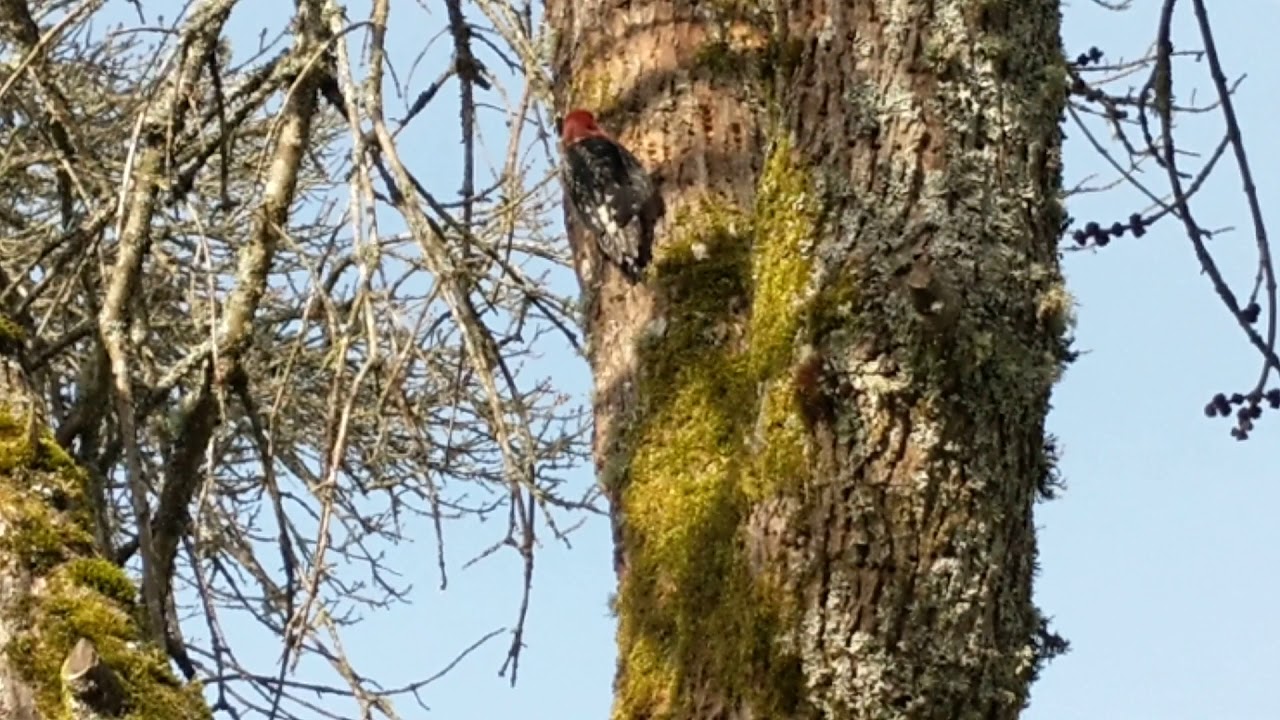 Woodpecker in Washington state :) - YouTube