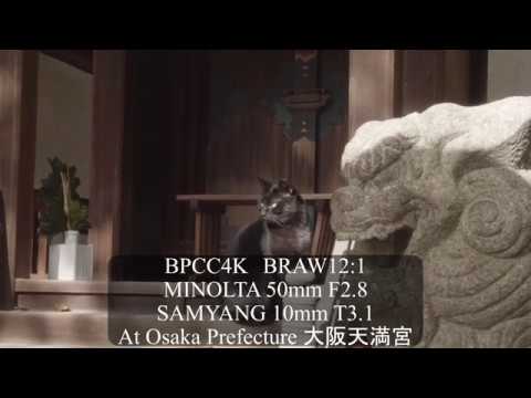 023 4k Cat's and Shrine at Osaka Pref.(BMPCC4K) - YouTube