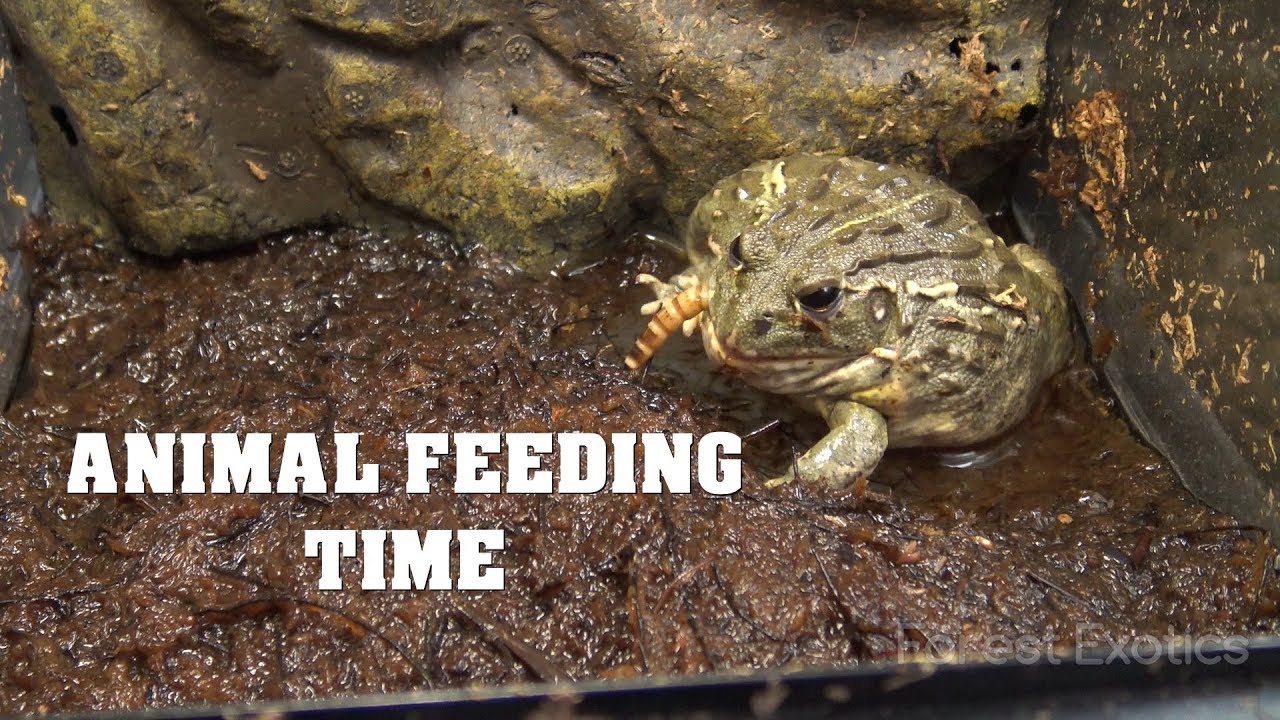 ANIMAL FEEDING TIME - YouTube