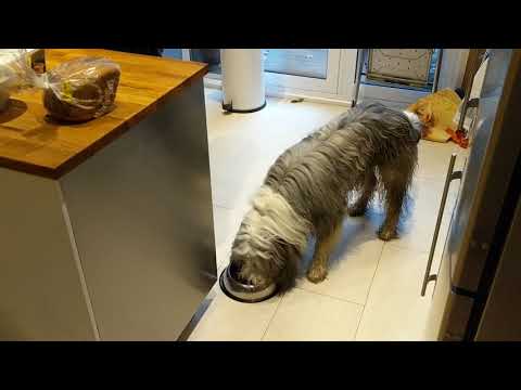 Baxter has Bella and Duke for breakfast.