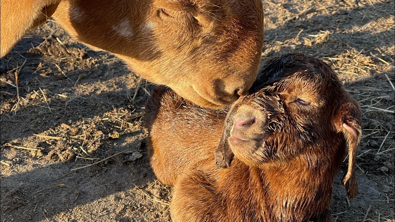 Milking a Boer goat on the homestead - YouTube