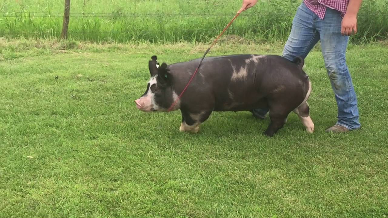 Lane 2016 Hog College Gilt Nomination 15-6 - YouTube