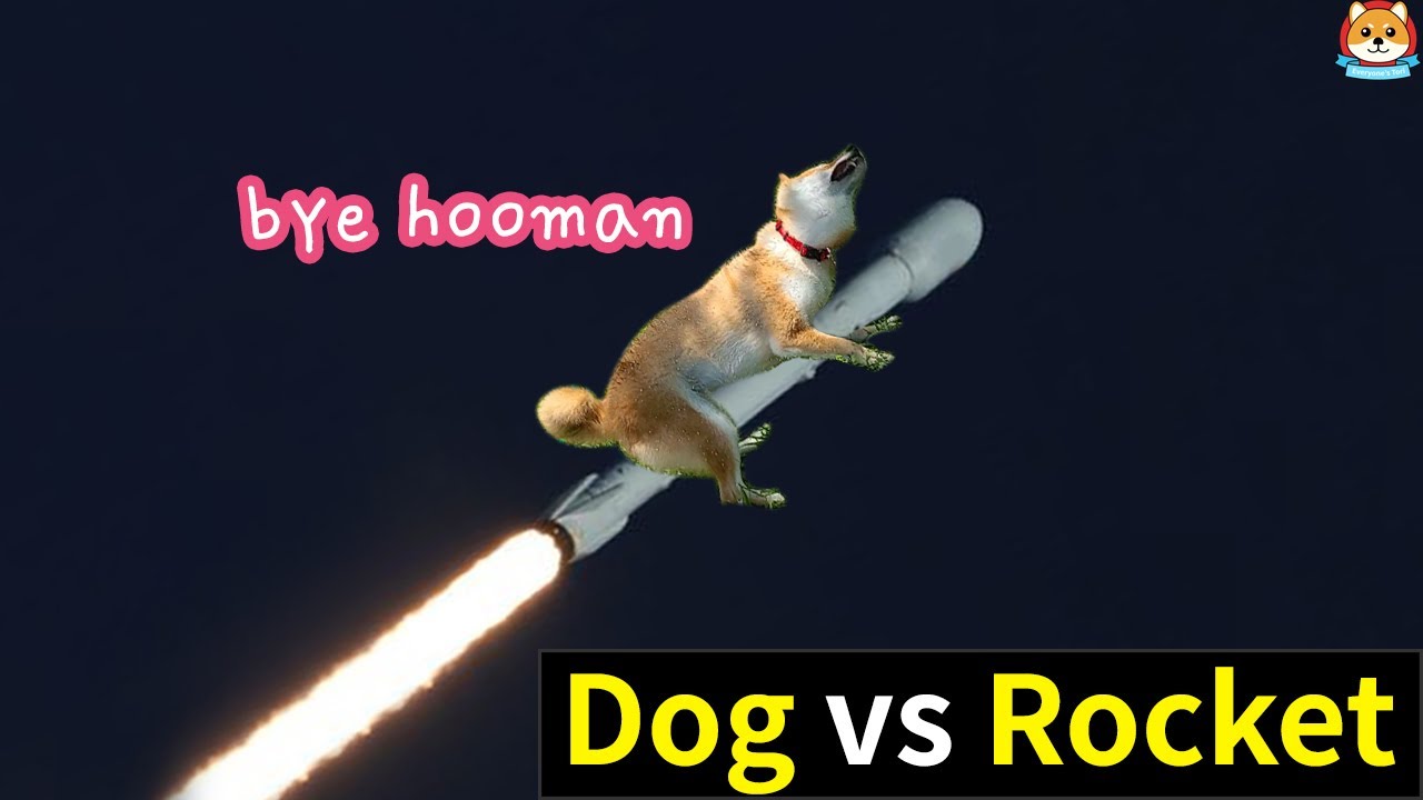 Dog vs Rocket - YouTube