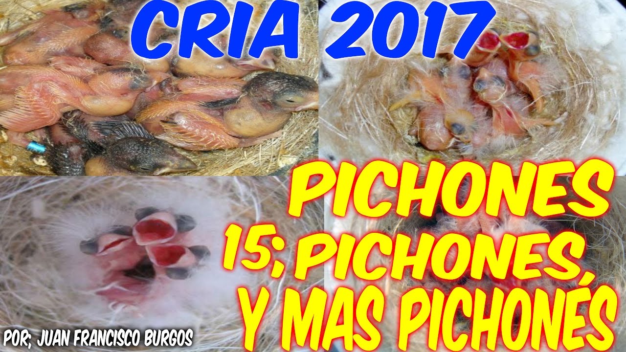 PICHONES, PICHONES Y MAS PICHONES - YouTube