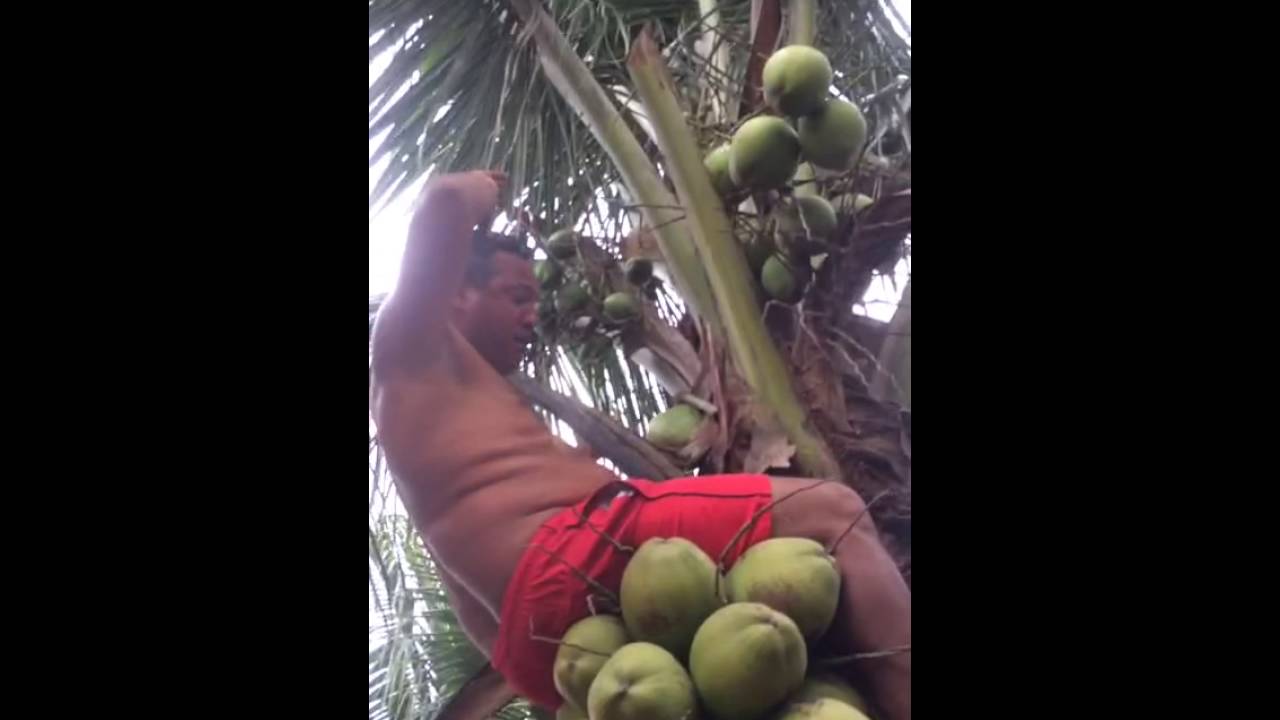 Colheita de coco da Bahia,,, só que é no Rio de Janeiro!!!! - YouTube