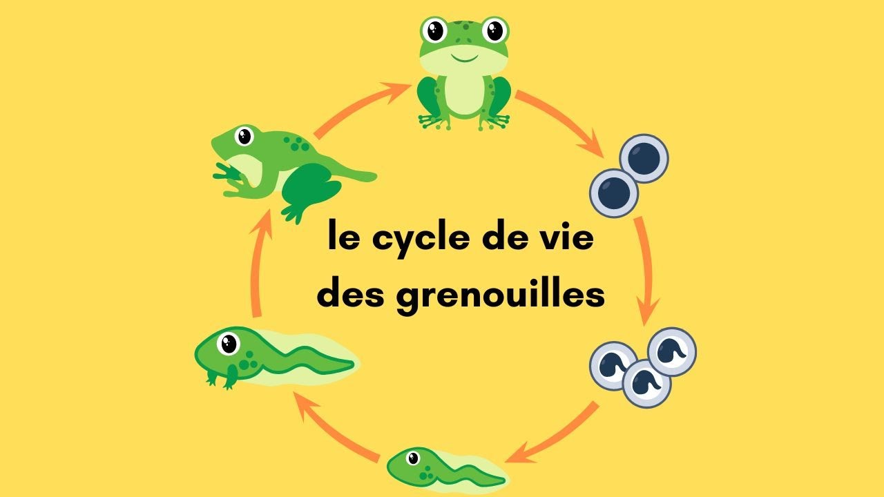 Cycle De La Vie