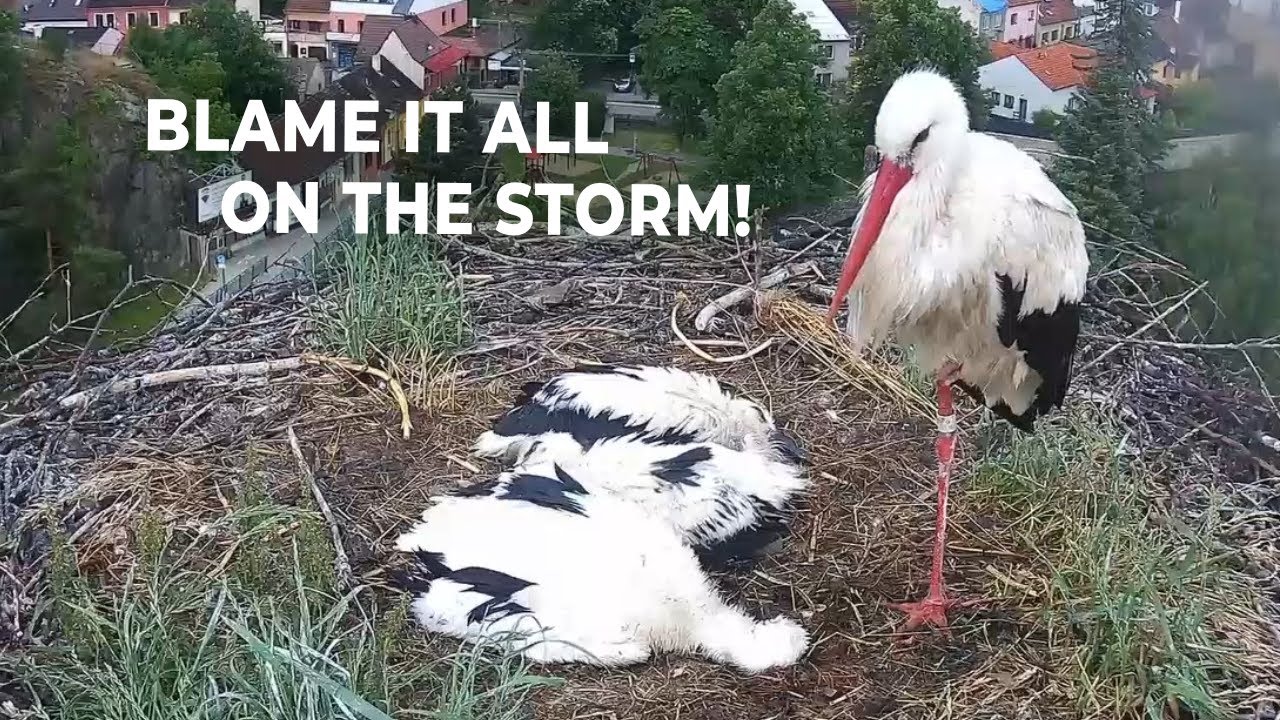This is What Happened to Our Stork Family Because of The Storm - YouTube