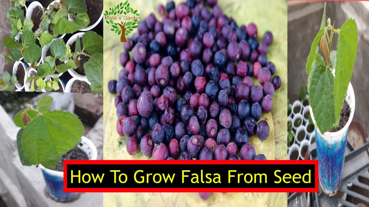 how to grow phalsa plant at home | How to Grow Falsa From Seed | how to ...