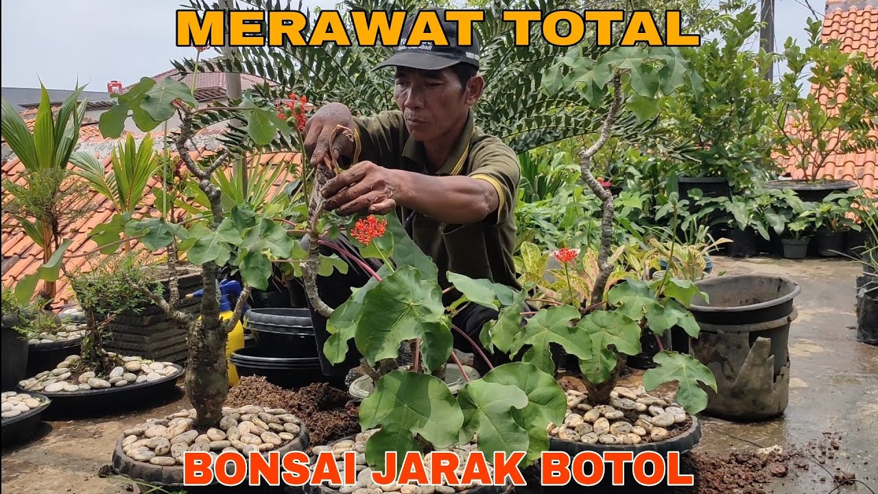CARA MENANAM DAN MERAWAT BONSAI JARAK BOTOL !! - YouTube