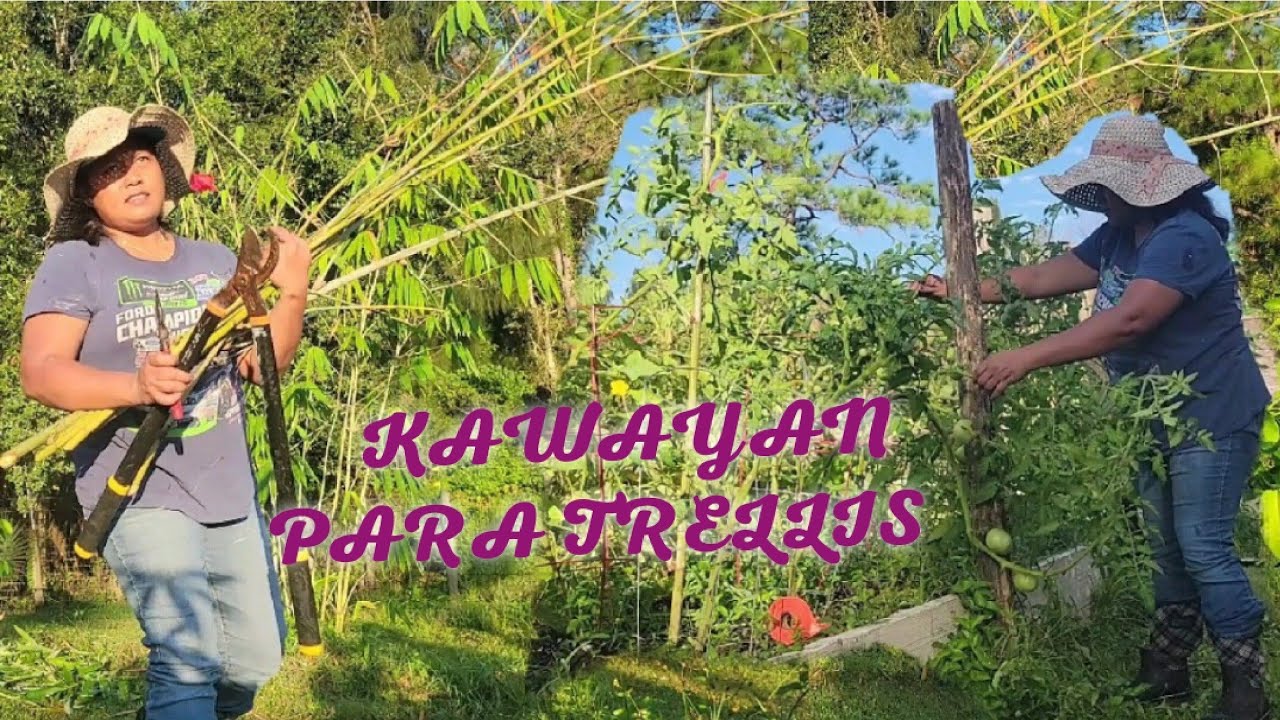 KUHA TAYO KAWAYAN FOR TRELLIS - YouTube