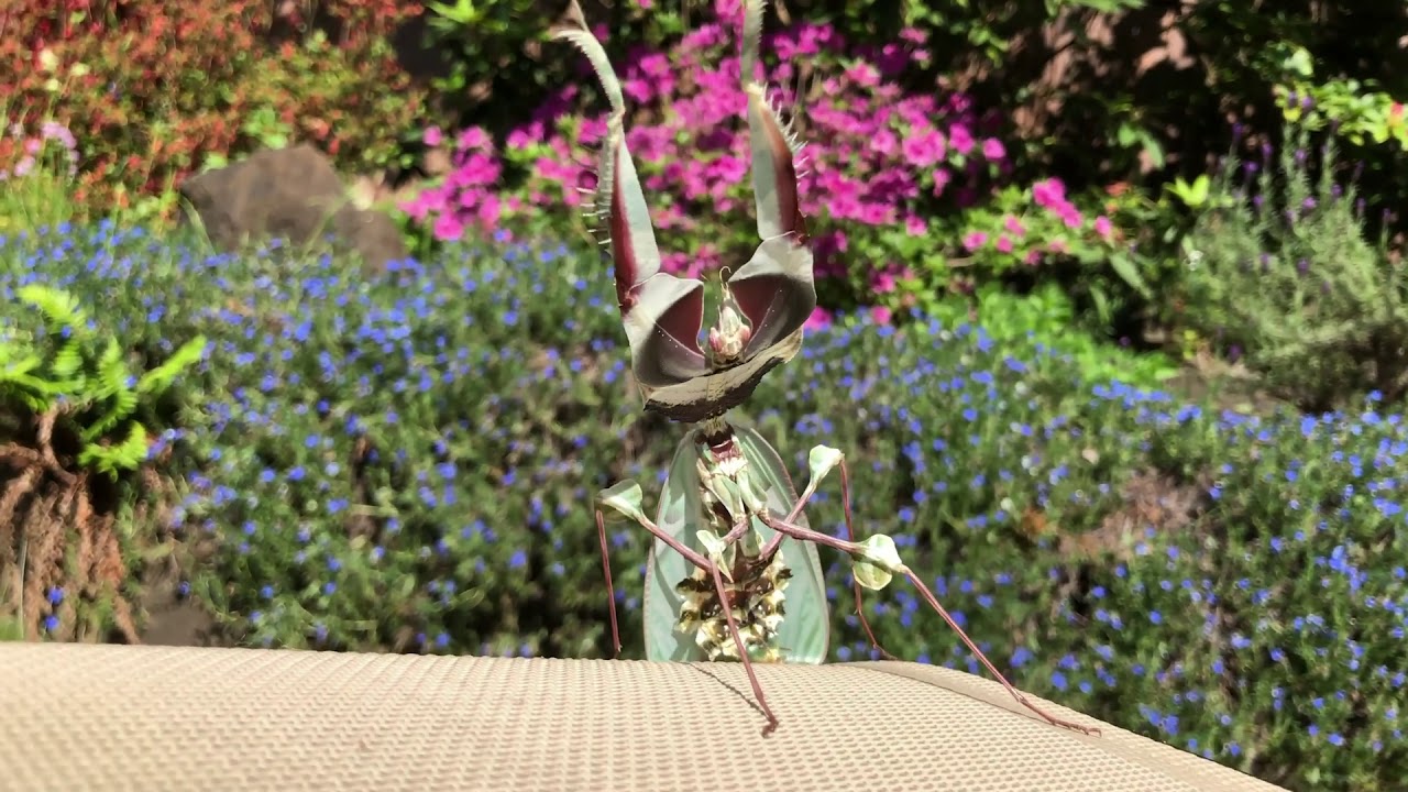 'Fear me!': Mantis Puts on Impressive Show With Its 'Startle Display ...