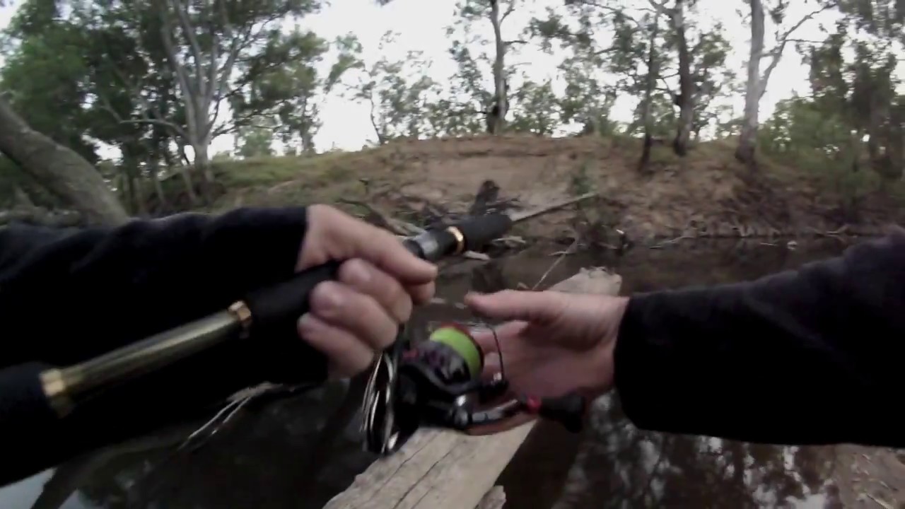 1st Legal Murray Cod December 2016 topwater on Jackall Pompadour - YouTube