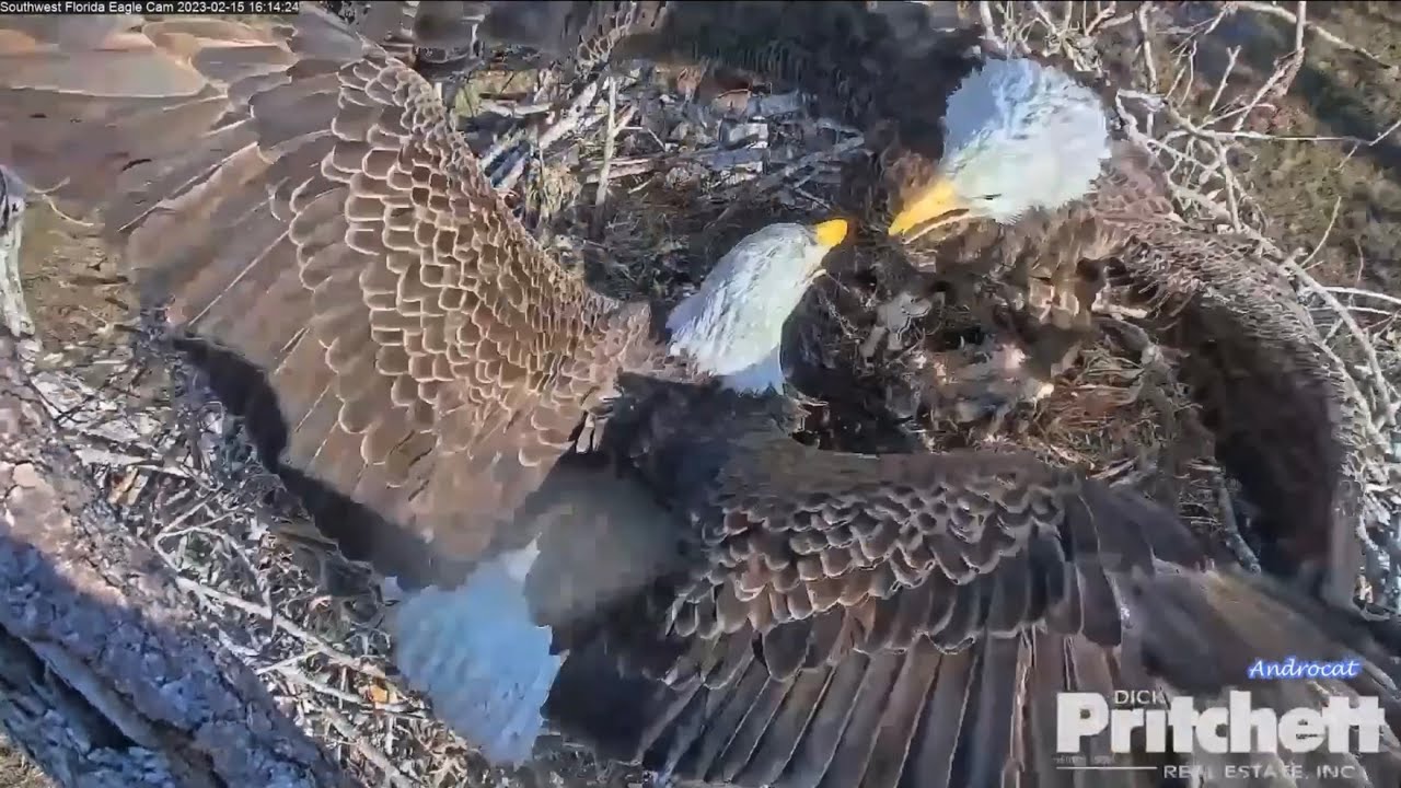 SWFL Eagle Cam 2-15-23. Intruder on the nest steals food, bites/pecks ...