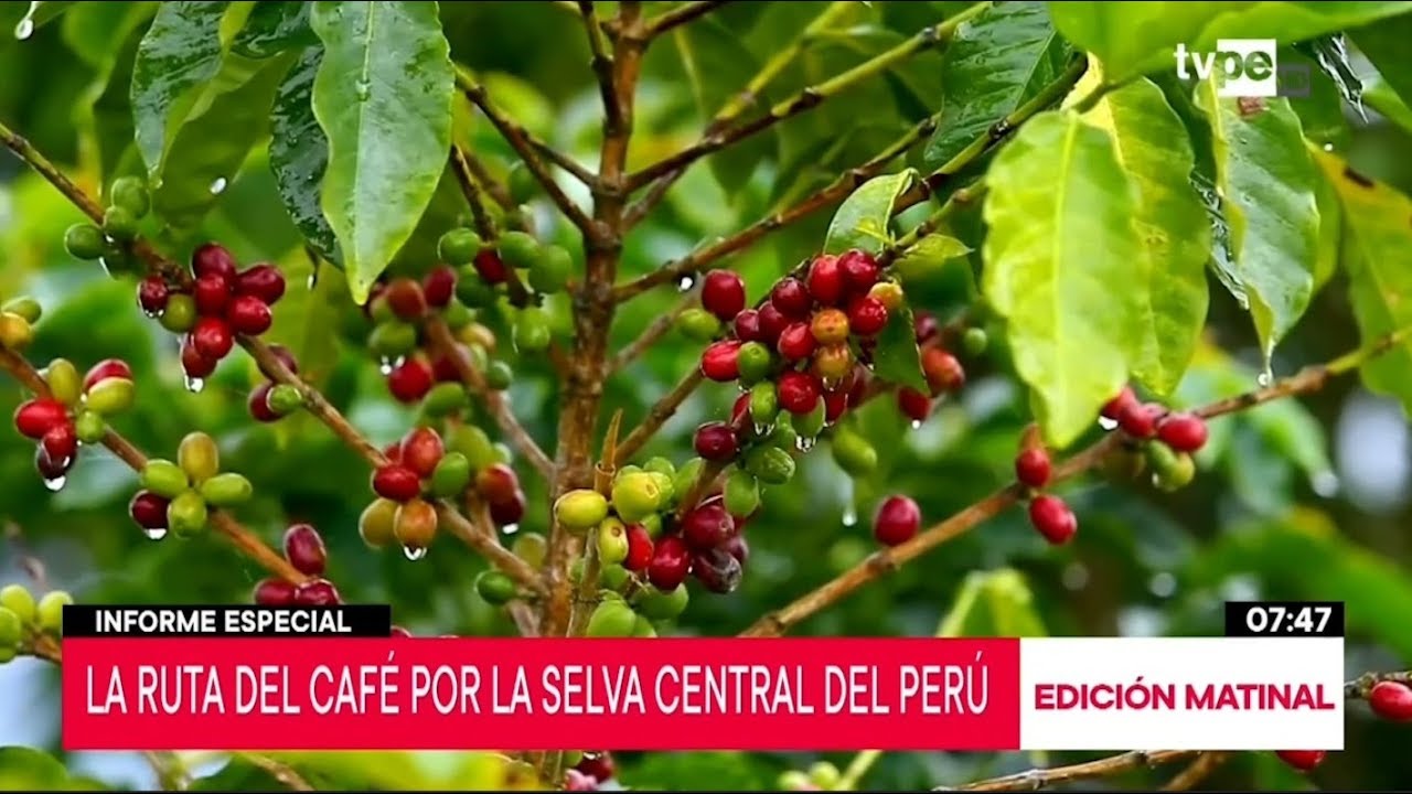 Conozca la ruta del café por la selva central del Perú - YouTube