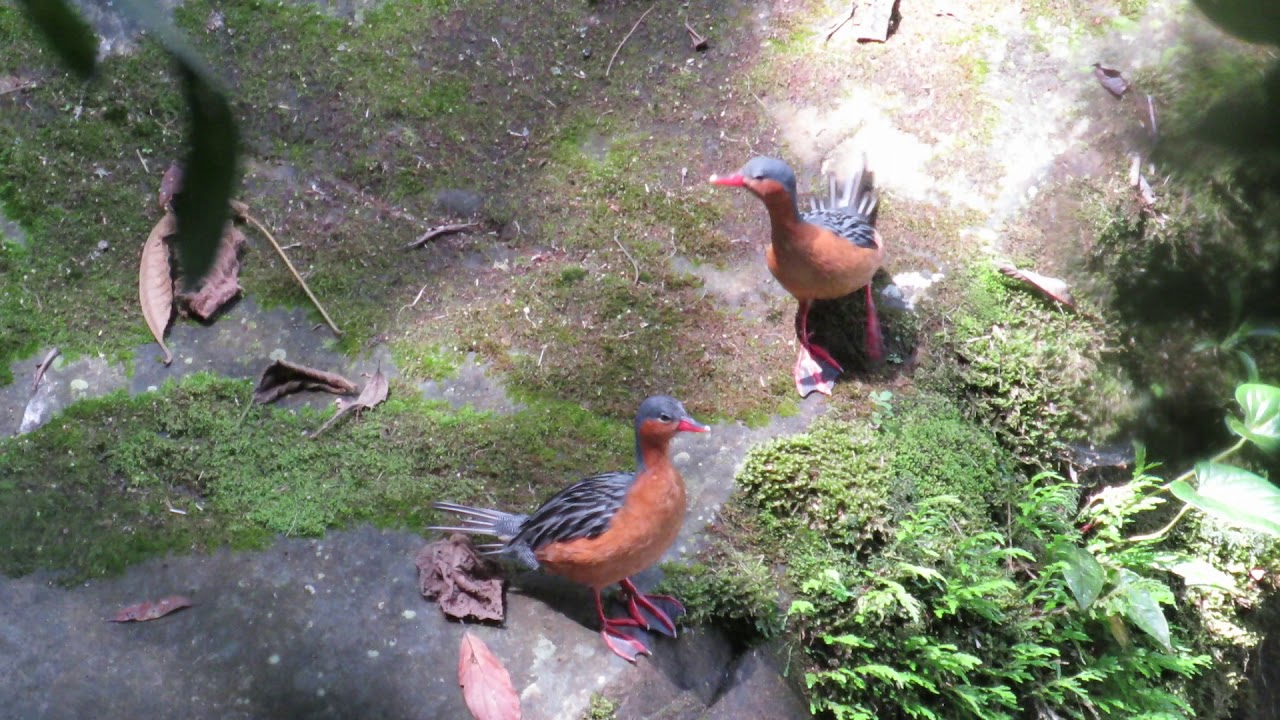 Torrent Ducks (Merganetta armata) - Colombia - YouTube